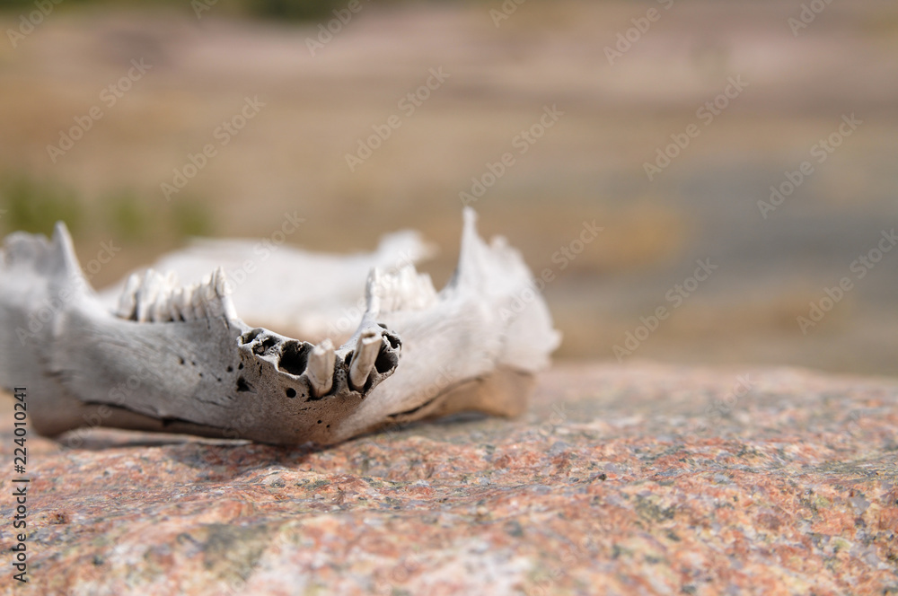 Skelett Kiefer unterkiefer Gebiss Schädel knochen tier wildtier hirsch ...