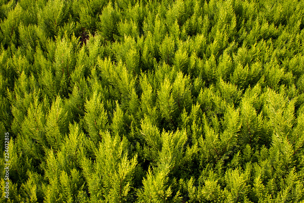 Green hedge background or the naturally walls texture Stock Photo ...