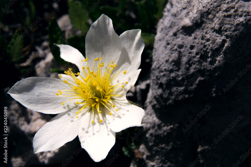 Arctic Plants With Names