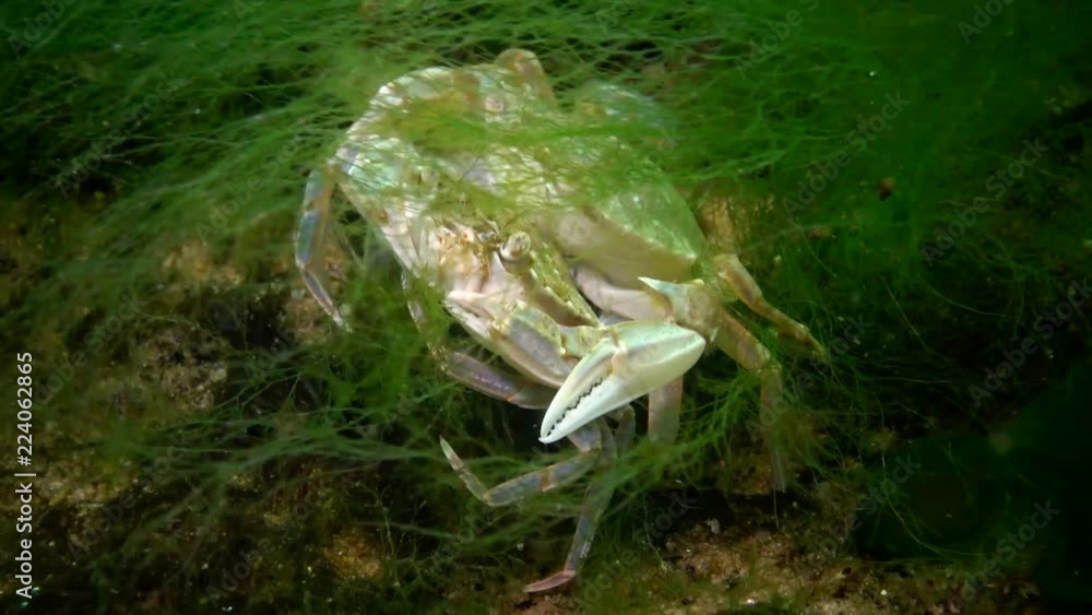 Reproduction of crabs (Liocarcinus holsatus). Male and female before ...