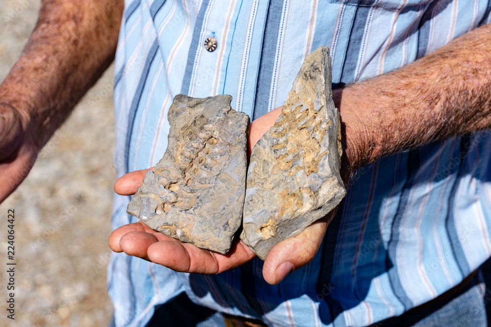 dinosaur fossil hand man Stock Photo | Adobe Stock