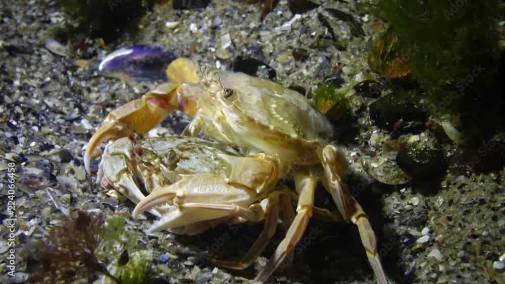 Reproduction of crabs (Liocarcinus holsatus). Male and female before ...