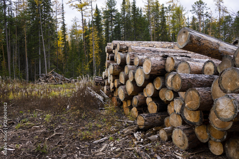 Deforestation environmental problem, rain forest destroyed for oil palm ...