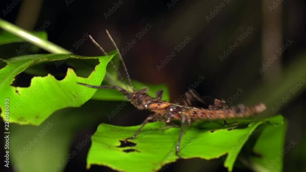Vidéo Stock Spiny stick insect (Acanthoclonia sp.). At night in the ...