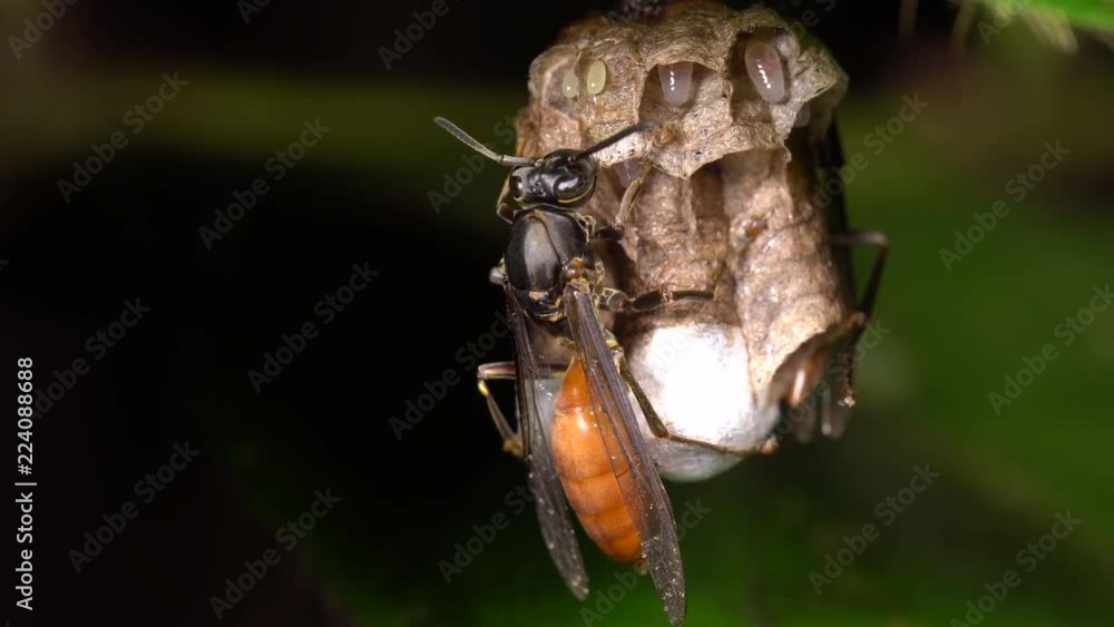 Small wasp nest hanging under a leaf in the rainforest. The female ...