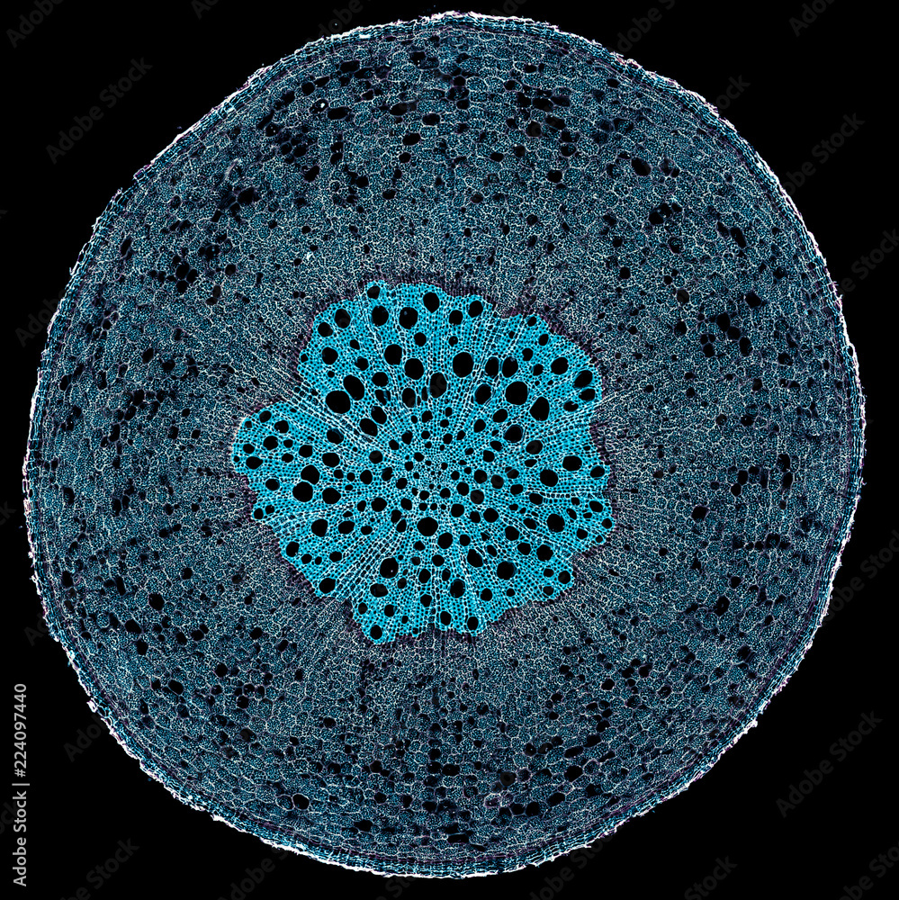 calotropis root - cross section cut under the microscope – microscopic ...