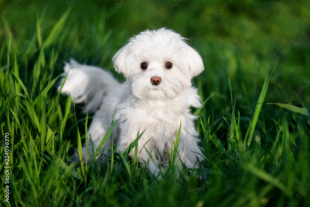 Brown Maltese Puppy