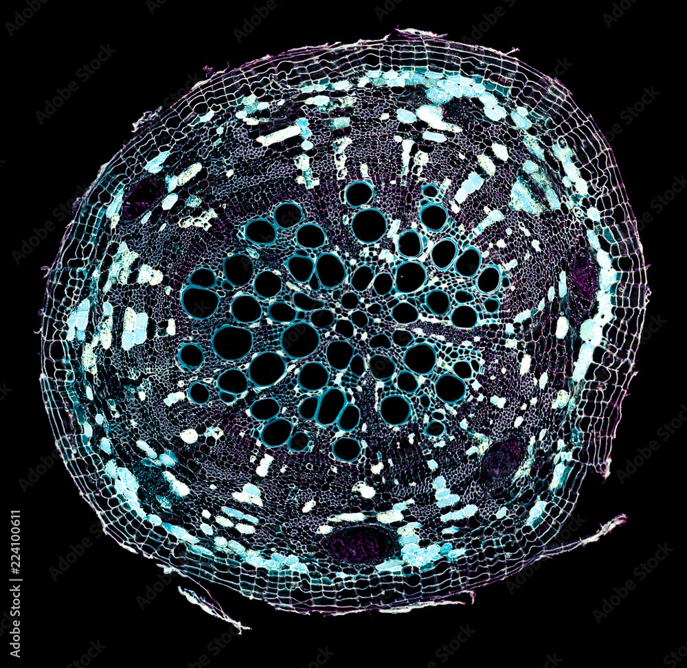 cotton root - cross section cut under the microscope – microscopic view ...