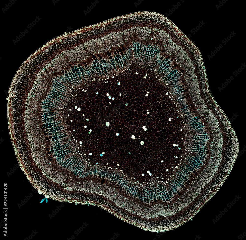 cotton stem - cross section cut under the microscope – microscopic view ...