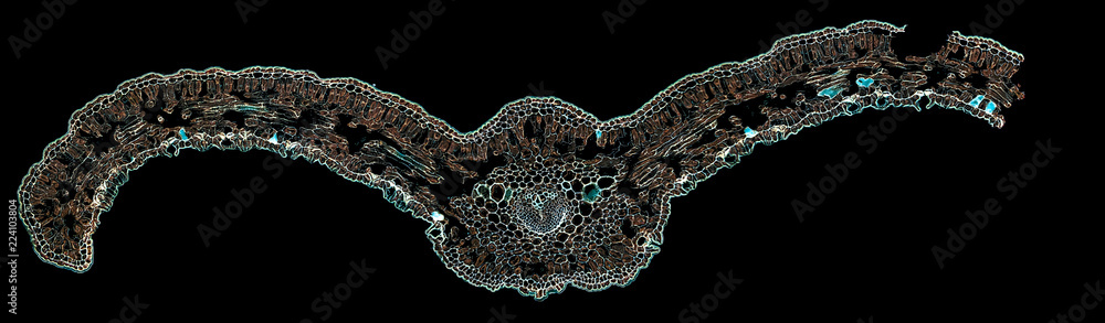 cycas revoluta - cross section cut under the microscope – microscopic ...