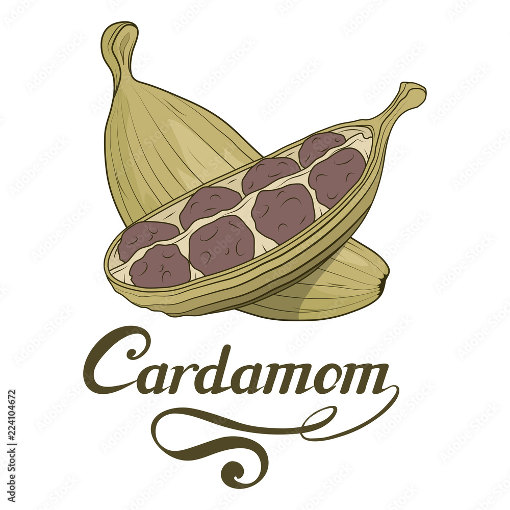 hand drawn cardamom plant, spicy ingredient, cardamom logo, healthy ...