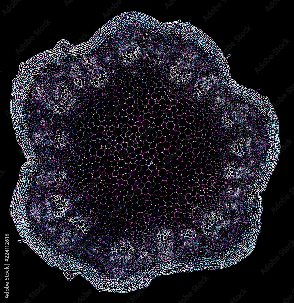 dicot stem - cross section cut under the microscope – microscopic view ...