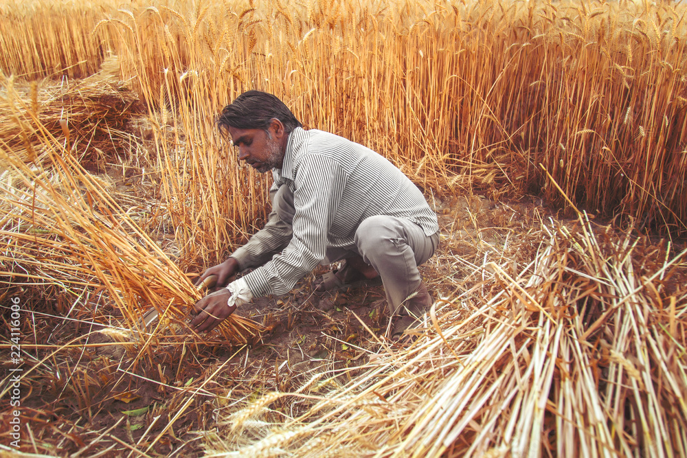 Wheat Harvest Sickle