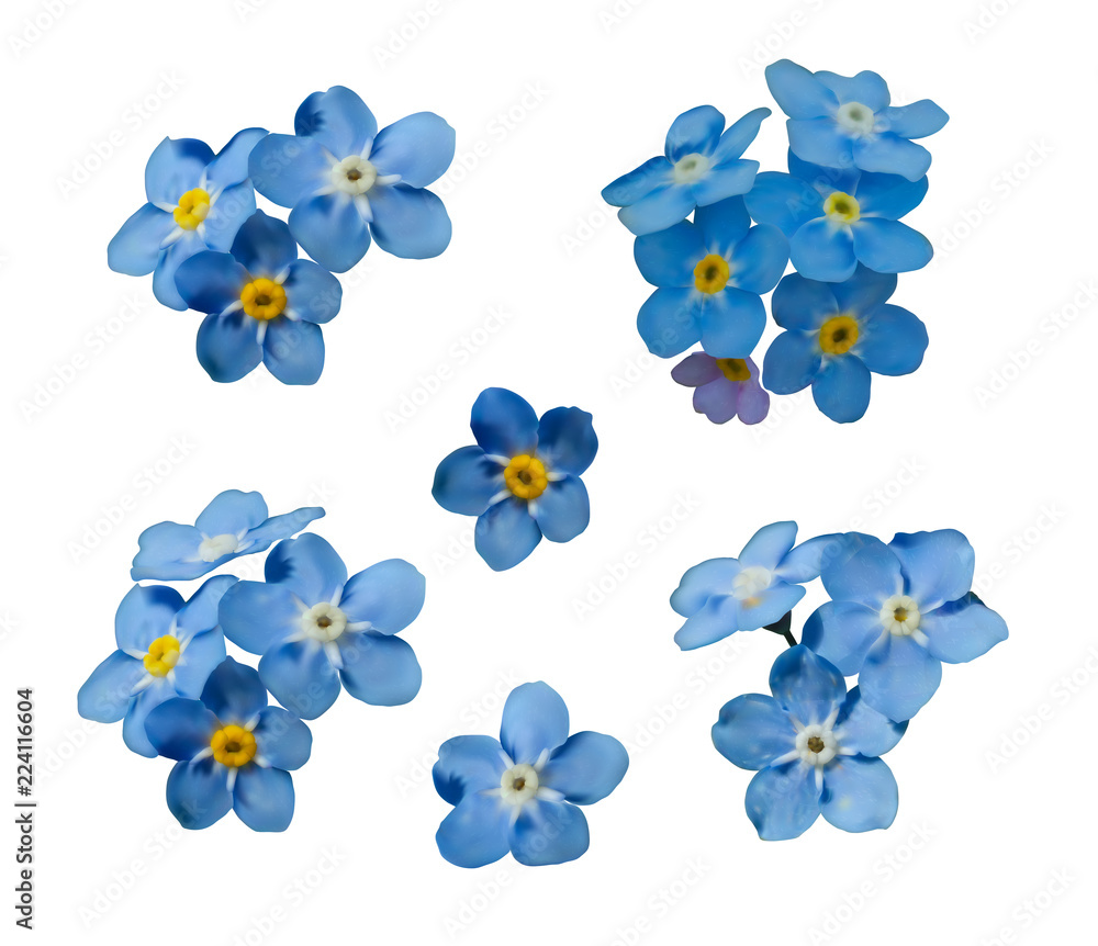 Blue forget me not spring flowers isolated on white background. Photo ...