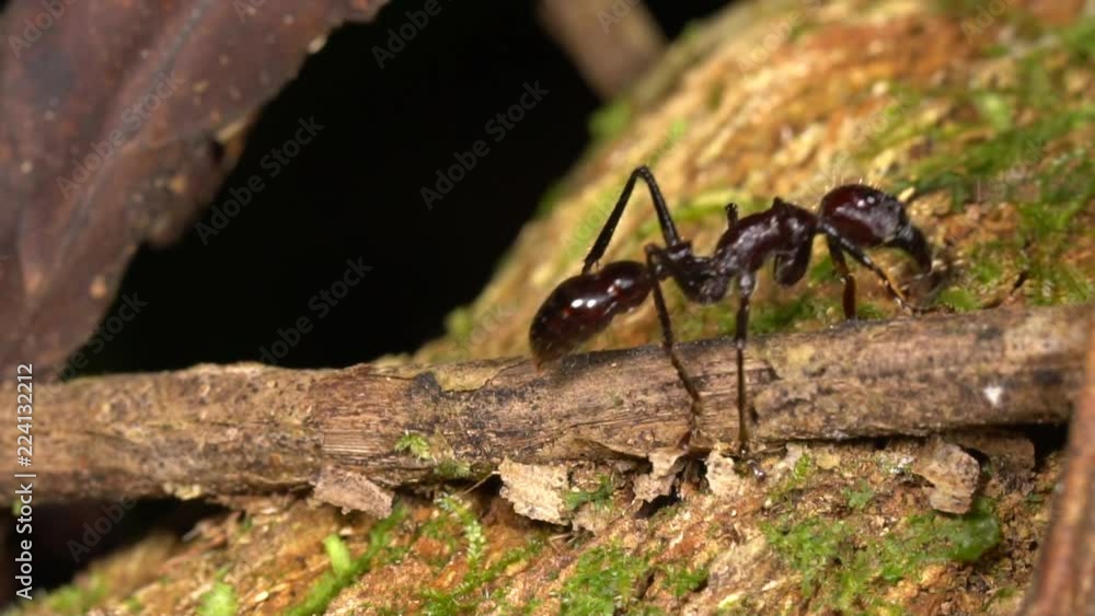 Bullet Ant or Conga Ant (Paraponera clavata). One of the largest ants ...