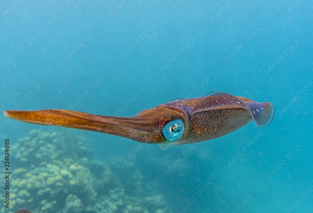 Coral Reef Squid