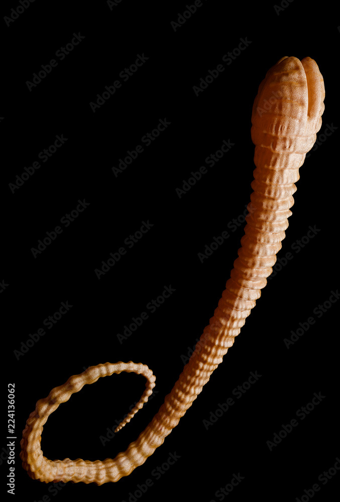 Fish Tapeworm - Detailed diphyllobothrium latum under the microscope ...
