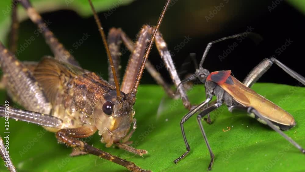 An assassin bug shares the remains of an insect with a predatory bush ...
