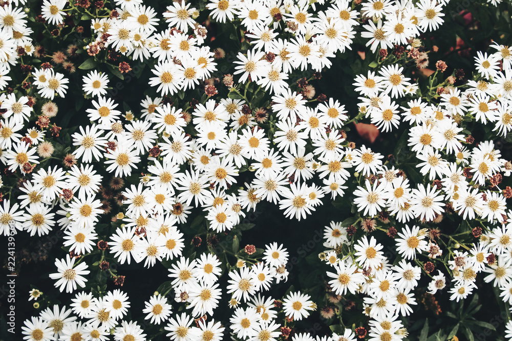 Tumblr Backgrounds Daisies