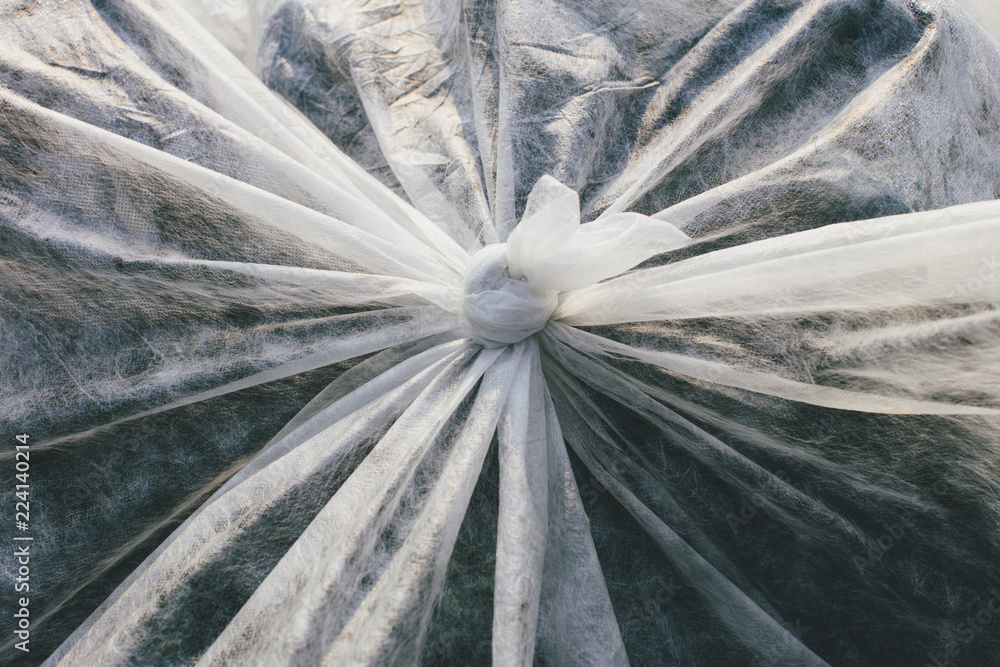 Protective mesh fabric covering apple trees bearing young fruit in ...