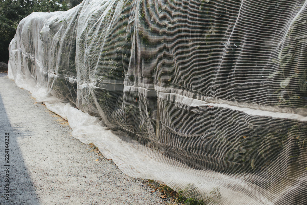 Protective mesh fabric covering apple trees bearing young fruit in ...