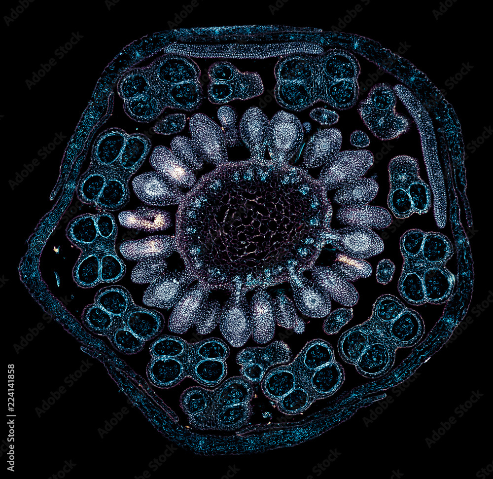Monocot Stem Microscope