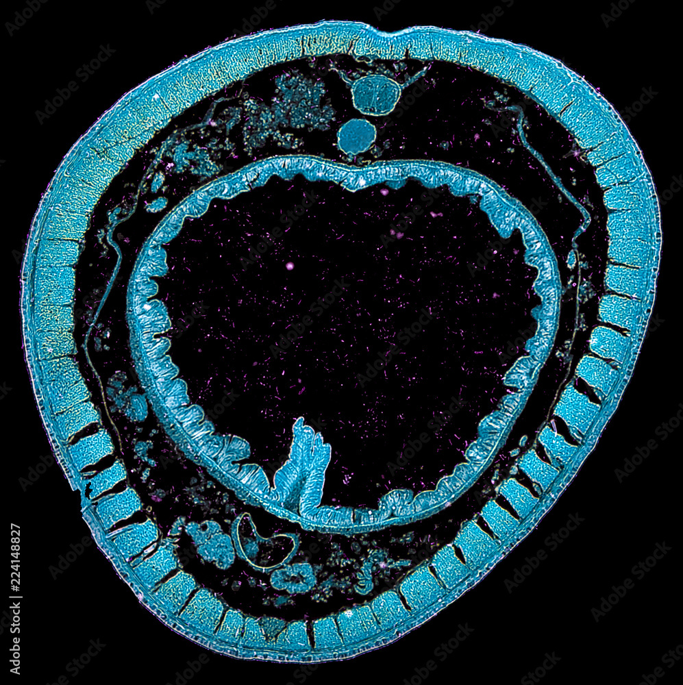 - cross section cut under the microscope – microscopic view of animal ...