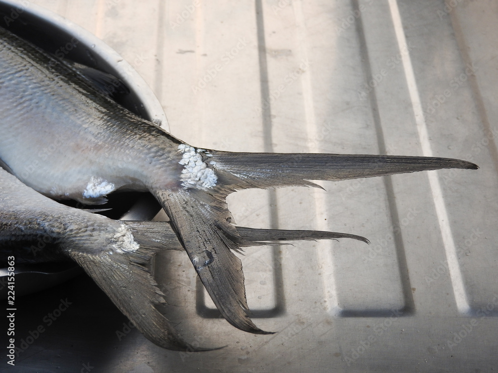 The two fresh raw milkfish (scientific name Chanos chanos) were cleaned ...