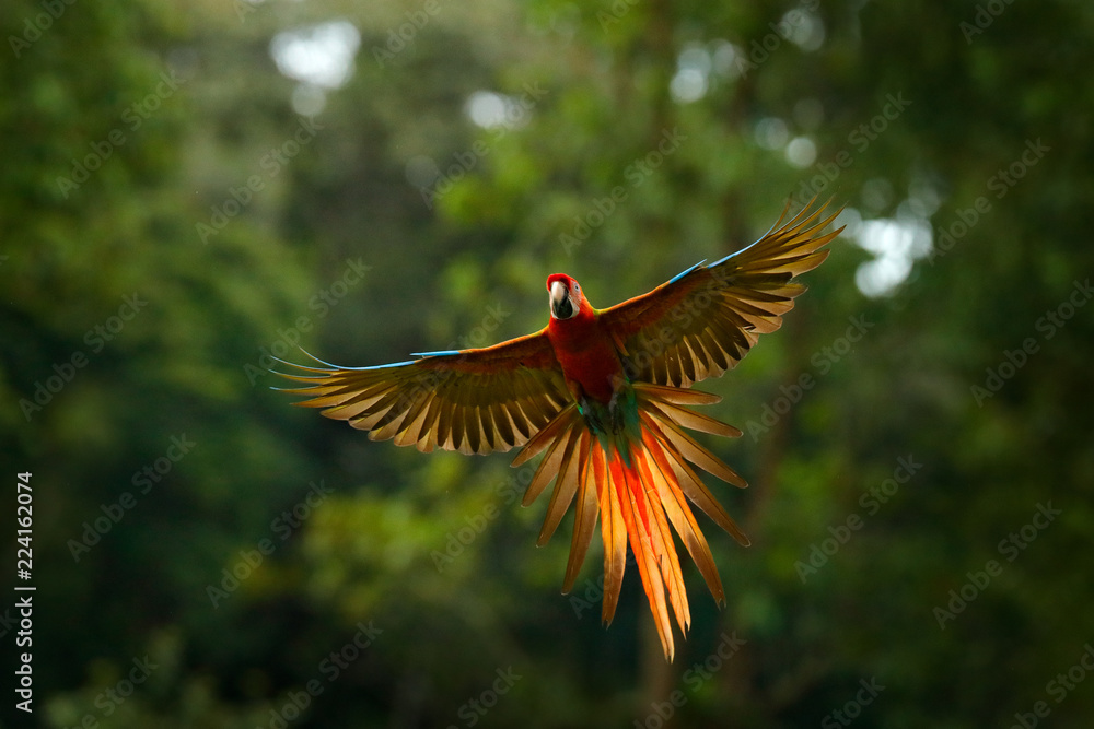 Rainforest Parrot Flying
