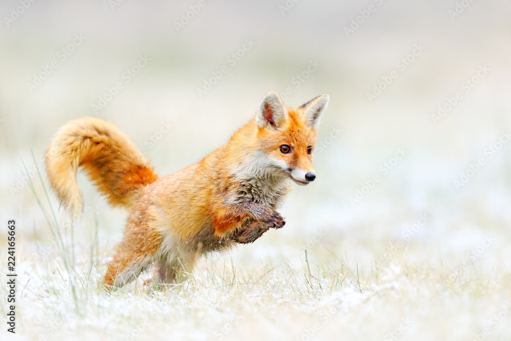 Red Fox jumping, Vulpes vulpes, wildlife scene from Europe. Orange fur ...