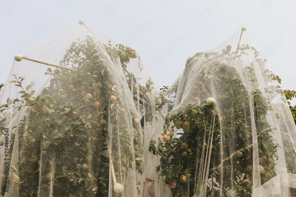 Protective mesh fabric covering apple trees bearing young fruit in ...