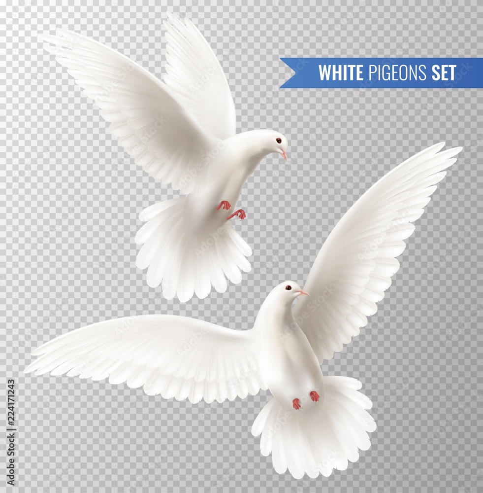 White Dove Set Stock Vector | Adobe Stock