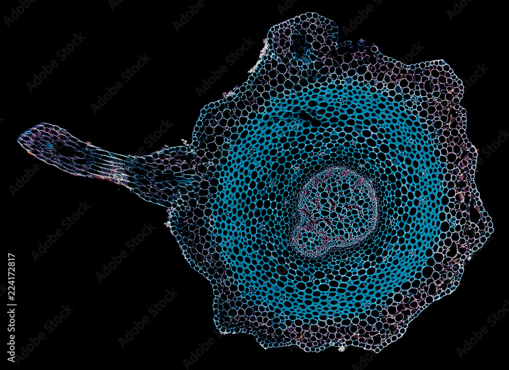 Foto de selago stem - cross section cut under the microscope ...