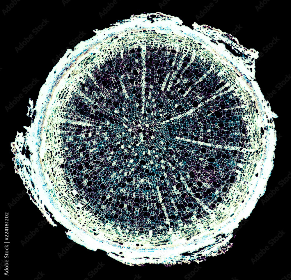 tea root - cross section cut under the microscope – microscopic view of ...