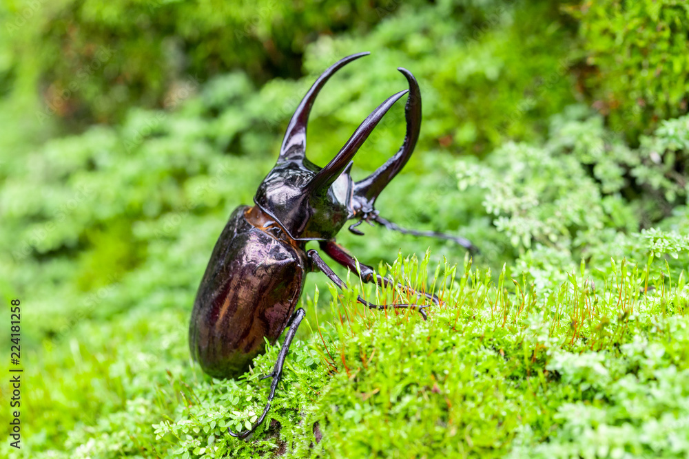 Hercules beetle (Dynastes hercules) in rain forest Stock Photo | Adobe ...