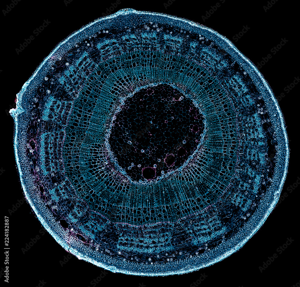 tilia stem - cross section cut under the microscope – microscopic view ...