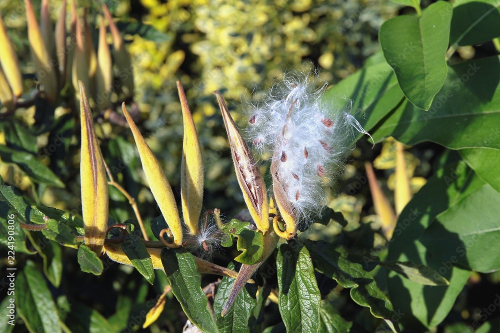 Asclepias tuberosa plants with seeds and fruits Stock Photo | Adobe Stock