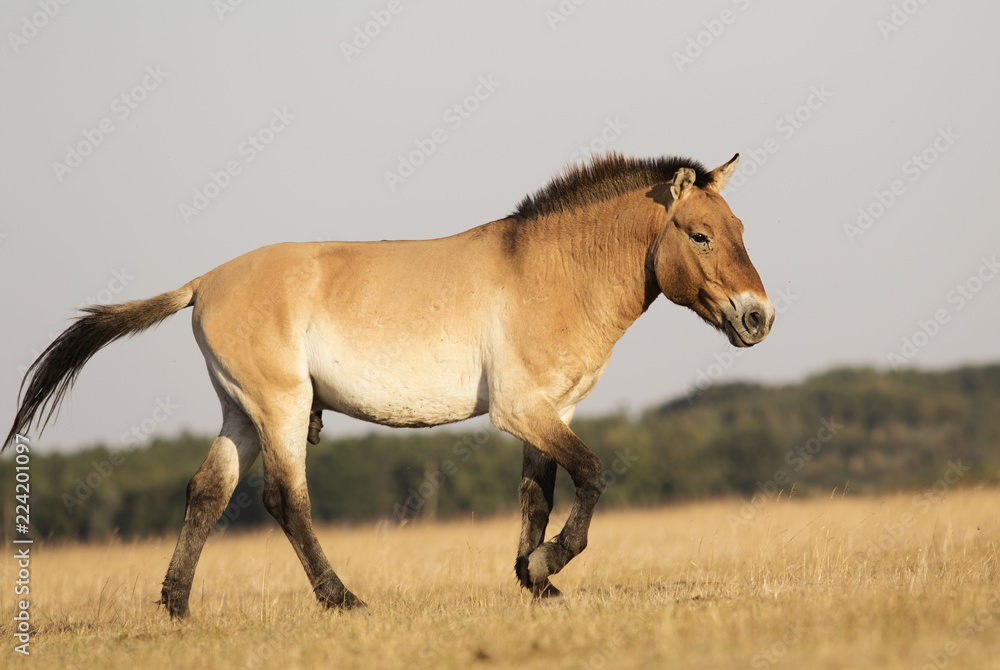 Equus Horse