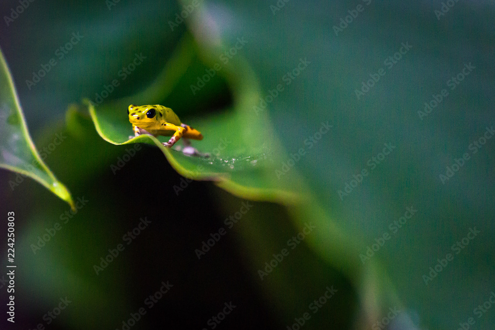 Yellow and green Strawberry Poison Dart Frog on Isla Colon, Bocas del ...