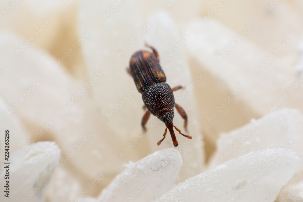 Rice weevil, or science names Sitophilus oryzae close up on white Rice ...