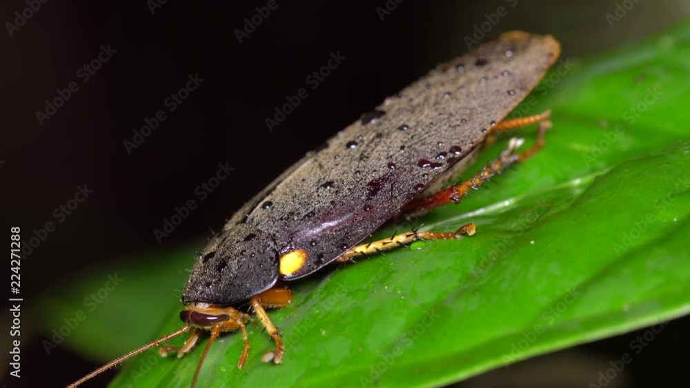 Vídeo do Stock: Cockroach mimicking a firefly. The yellow spots either ...