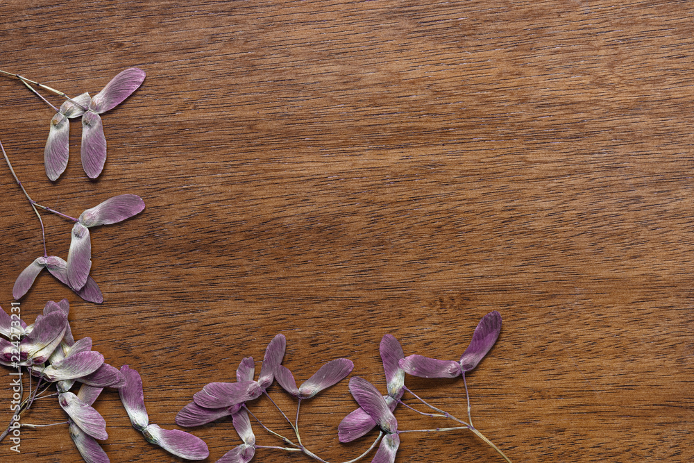 dried maple seed pods lower left corner border on wood background Stock ...