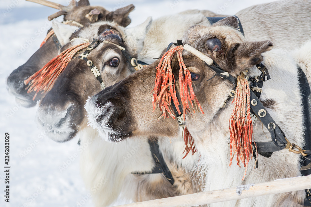 Northern reindeer with beautiful harness on his head in the winter camp ...