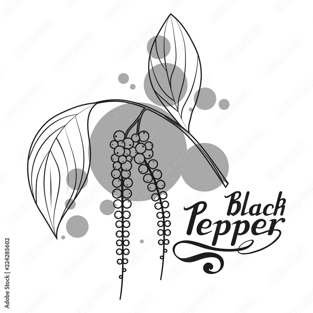 hand drawn black pepper, spicy ingredient, black pepper logo, healthy ...