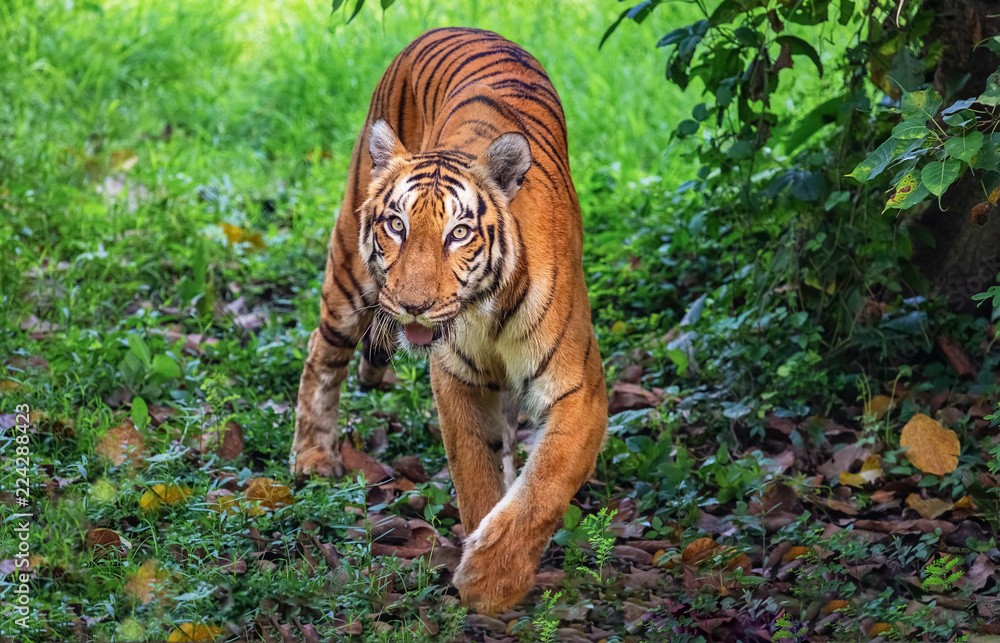Bengal tiger at Indian wildlife sanctuary. The Royal Bengal tiger is ...