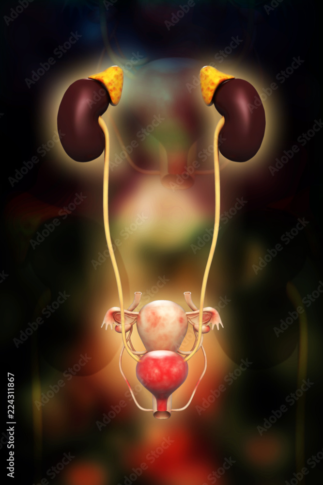 3d rendered Female Urinary System on a color background Stock ...