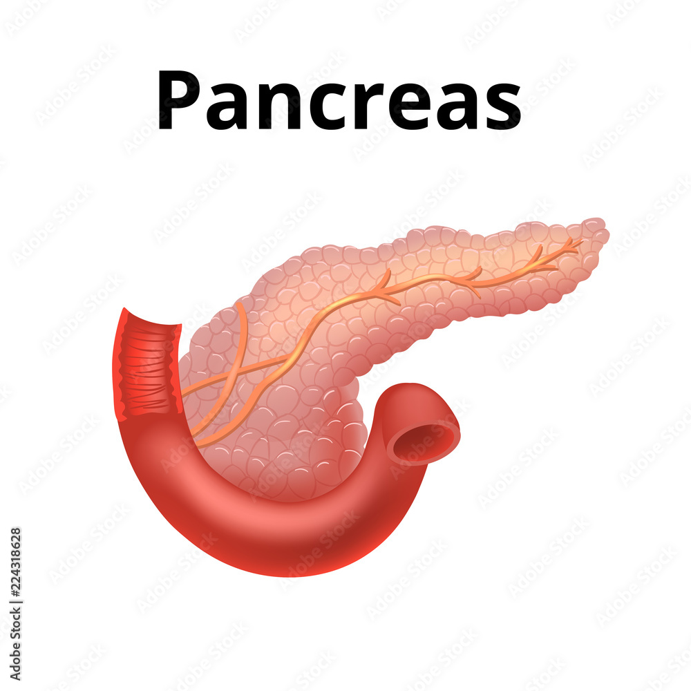 Pancreas icon in realistic style isolated on white background. Organs ...
