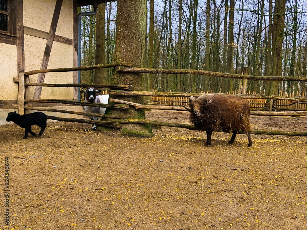 3 goats lamb young goat sheep at the Zoo Wild Park . west african draf ...