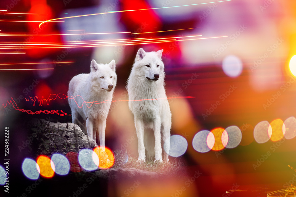 loup artique blanc peur forêt meute alpha couple lumière flux ...