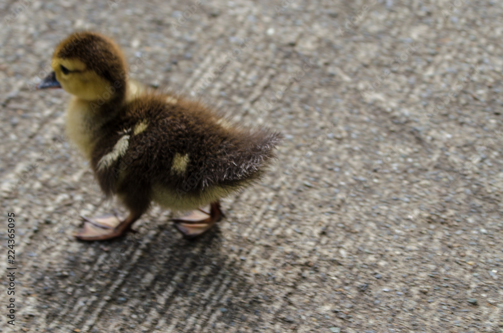 patitos Stock Photo | Adobe Stock